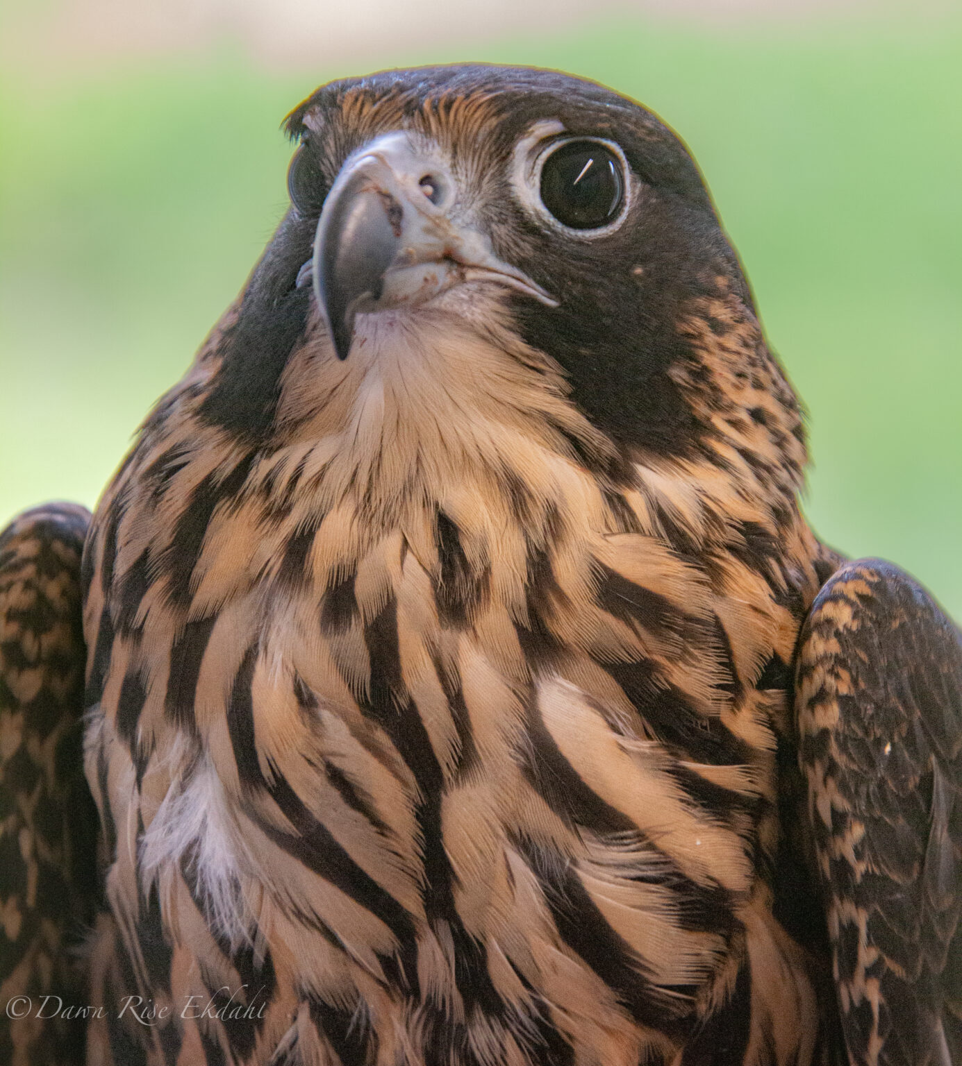 Raven Ridge Wildlife Center